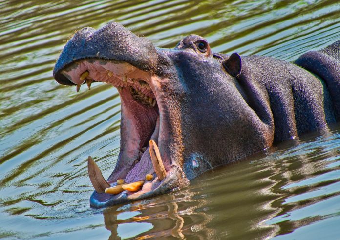 What Sound Does a Hippo Make?