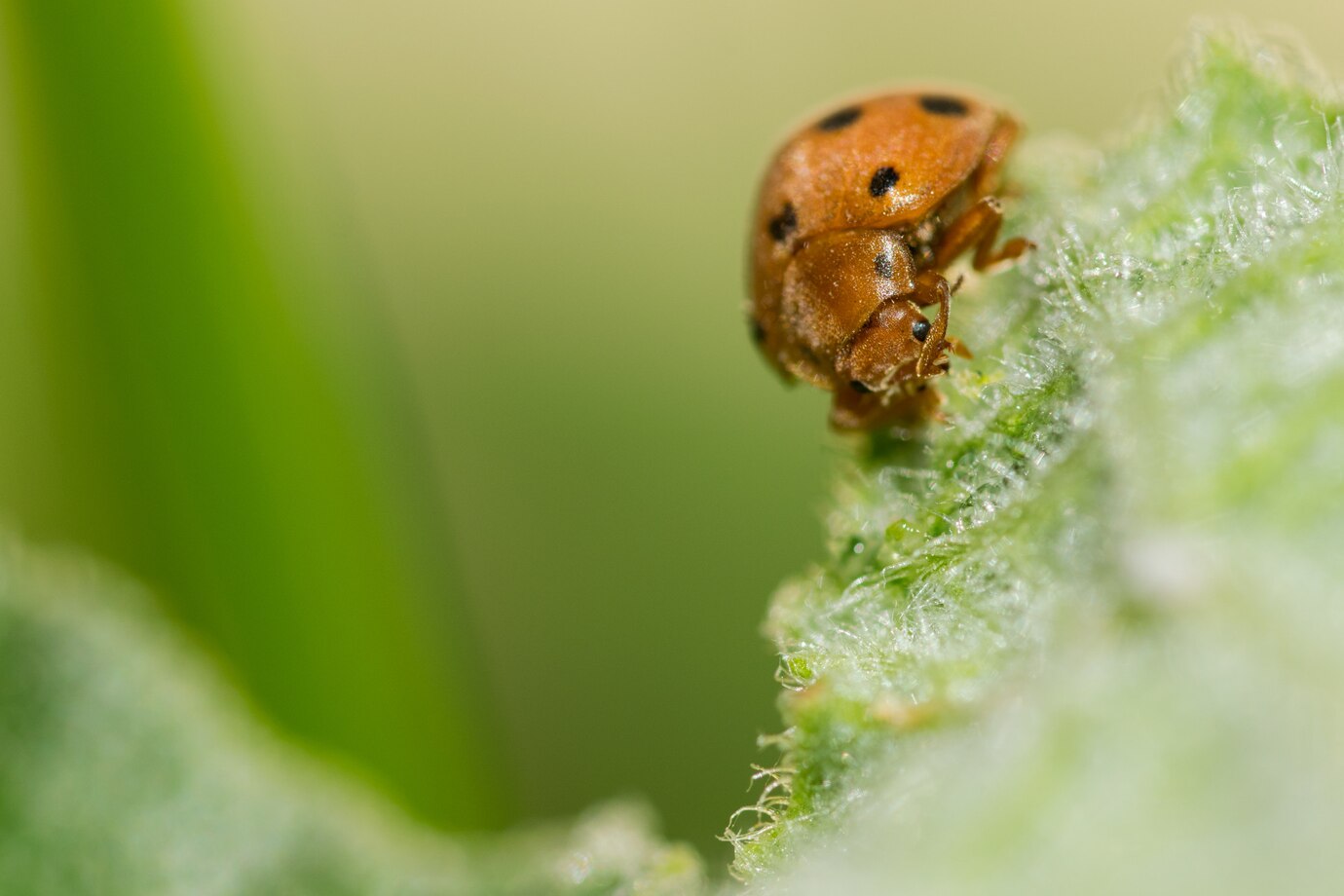 How Long Do Ladybugs Live? Facts About Their Life & Survival - Inky Waves