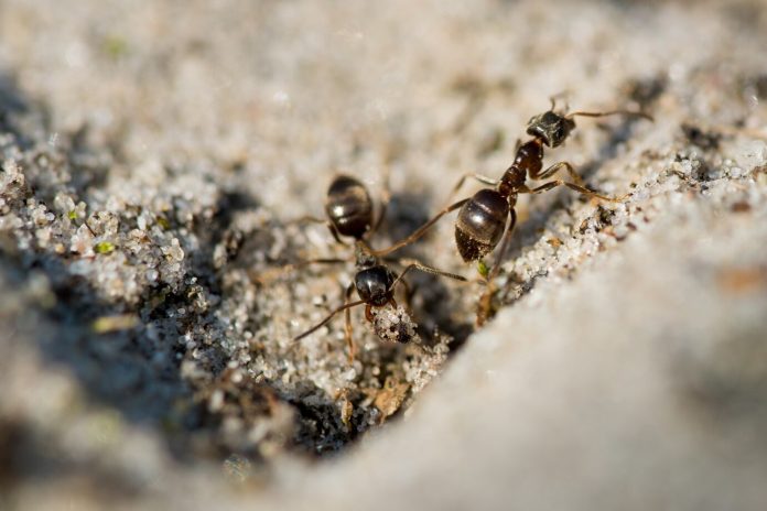 Do Ants Have Lungs? Looking At Their Tiny World - Inky Waves