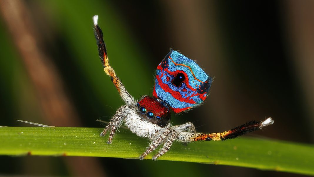 Sparklemuffin Peacock Spider: What You Need to Know - Inky Waves