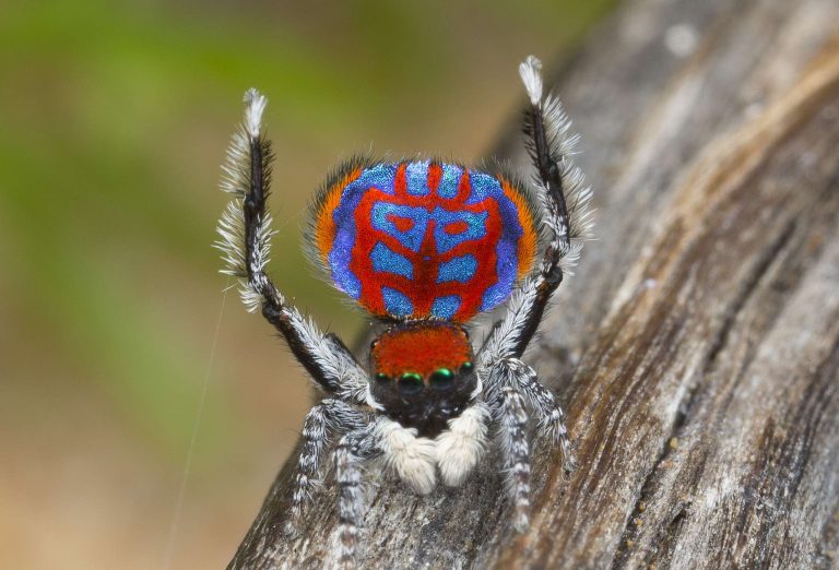 Sparklemuffin Peacock Spider: What You Need to Know - Inky Waves