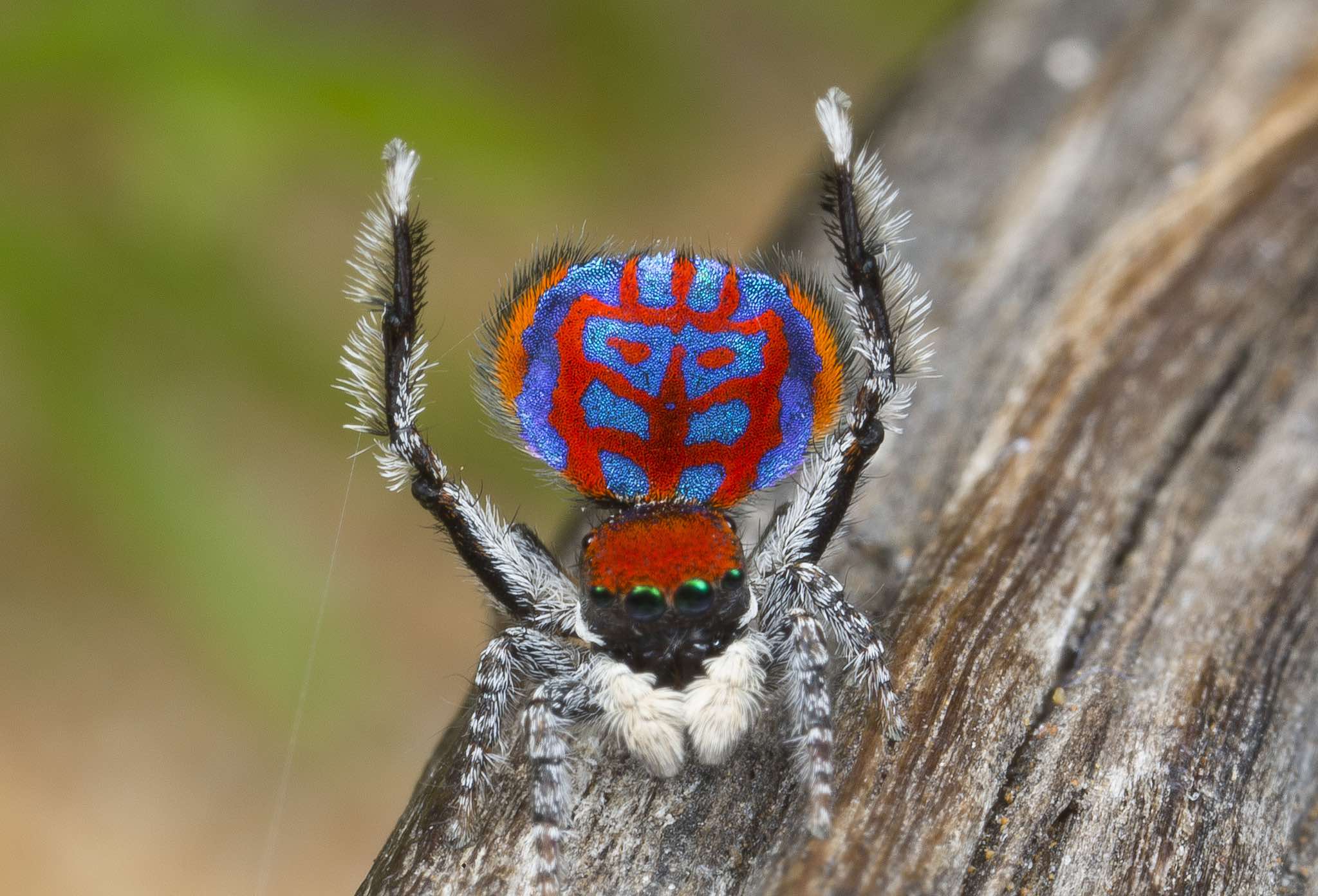 Sparklemuffin Peacock Spider: What You Need to Know - Inky Waves