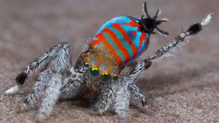 Sparklemuffin Peacock Spider: What You Need to Know - Inky Waves